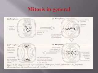 Mitosis | PPT
