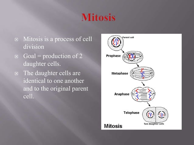 Mitosis | PPT