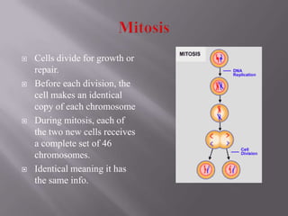 Mitosis | PPT