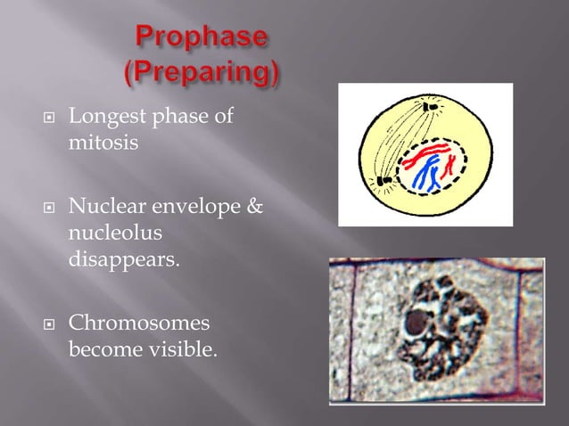 Mitosis | PPT