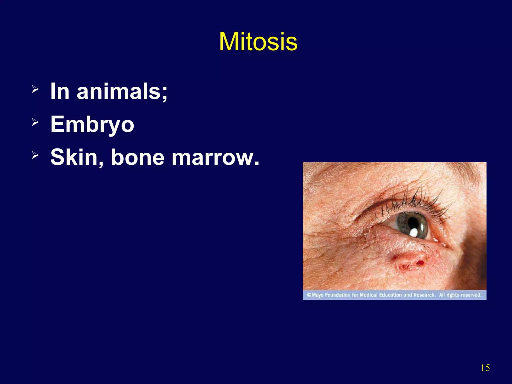 Mitosis | PPT