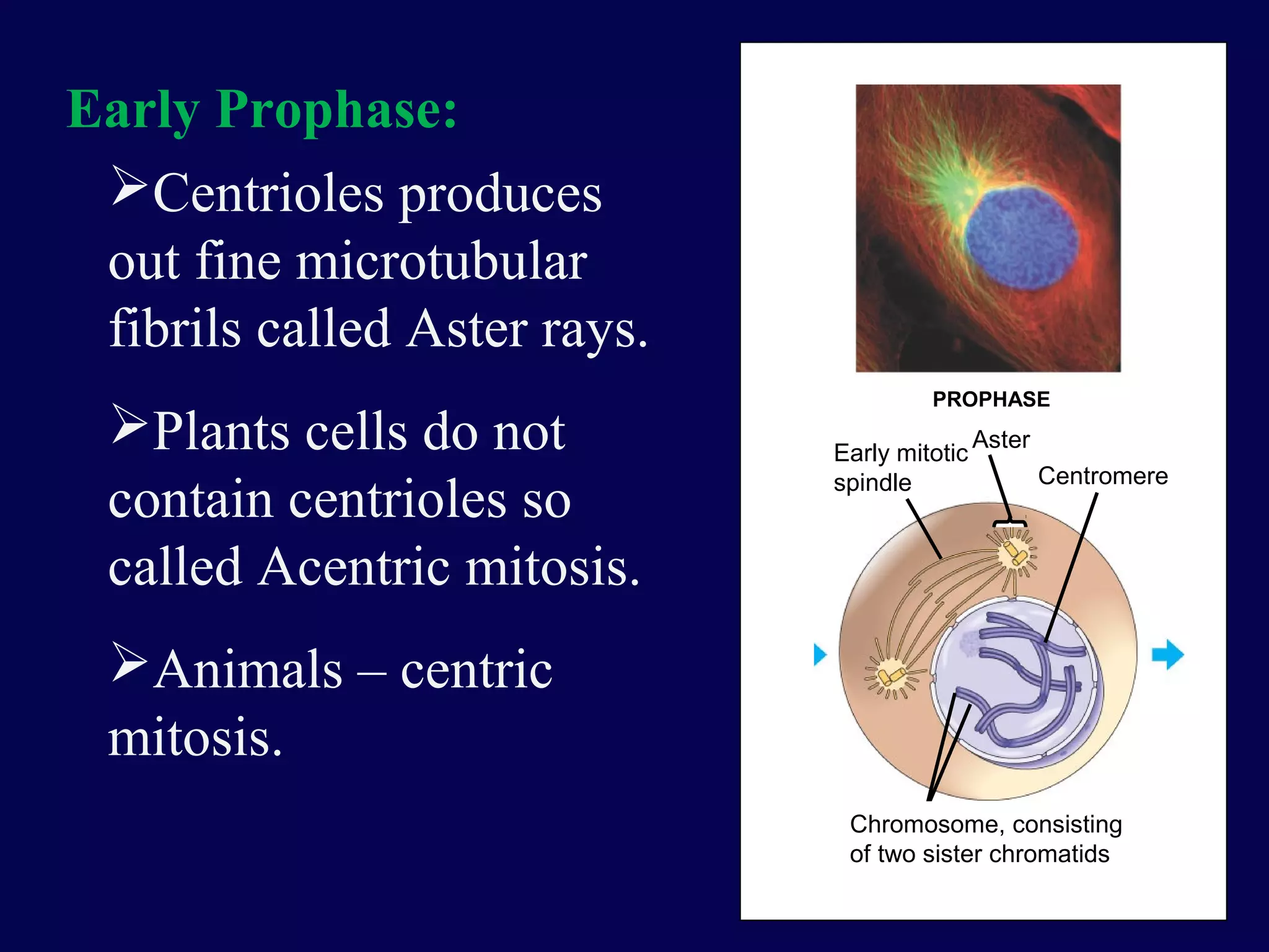 Mitosis | PPT