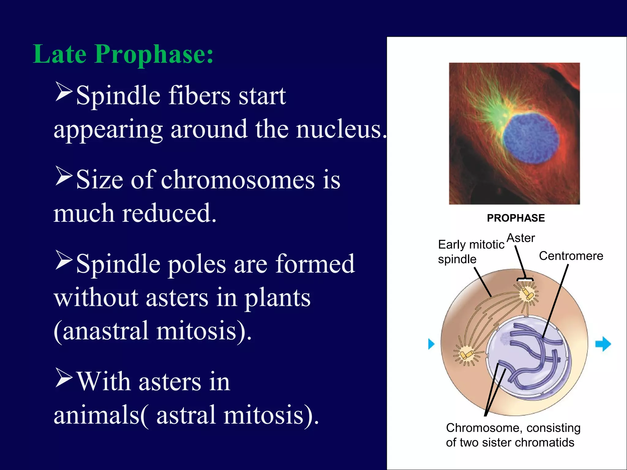 Mitosis | PPT