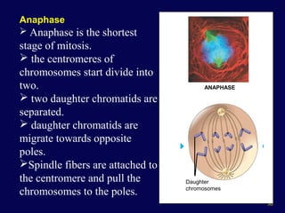 Prometaphase Slide