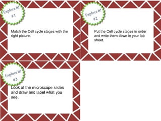 Mitosis station lab cards | PPTX | Cancer | Diseases and Conditions