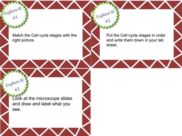 Mitosis station lab cards | PPTX | Cancer | Diseases and Conditions