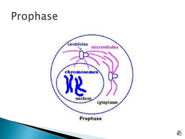 Mitosis (video streaming lesson plan) | PPTX | Biological Sciences ...