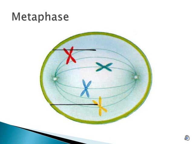 Mitosis (video streaming lesson plan) | PPTX | Biological Sciences ...