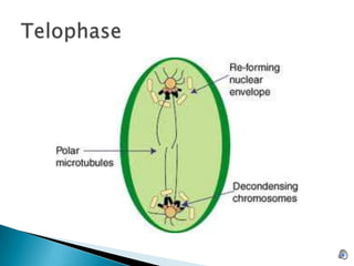 Mitosis (video streaming lesson plan) | PPTX | Biological Sciences ...