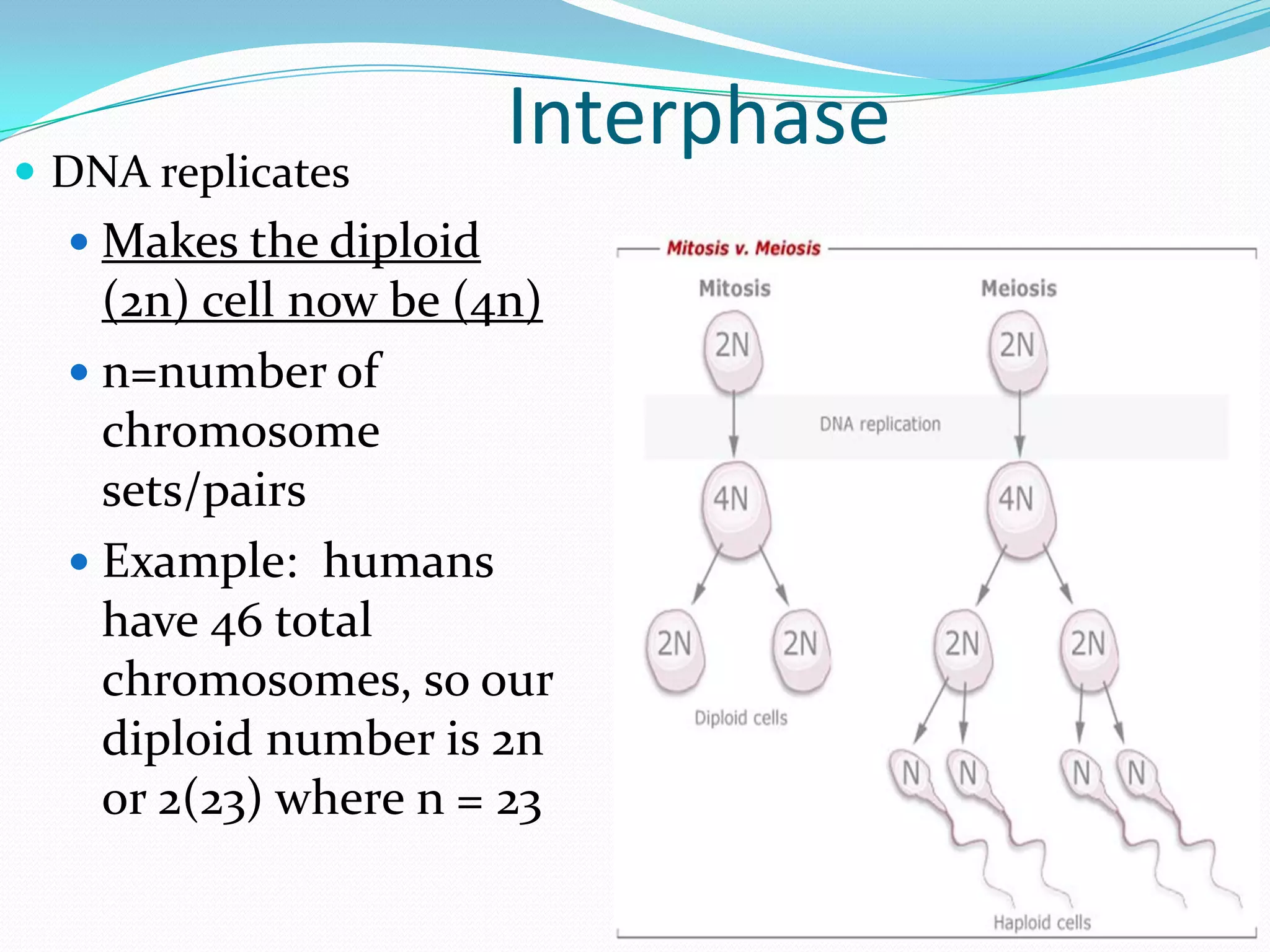 Mitosis vs. meiosis | PPTX