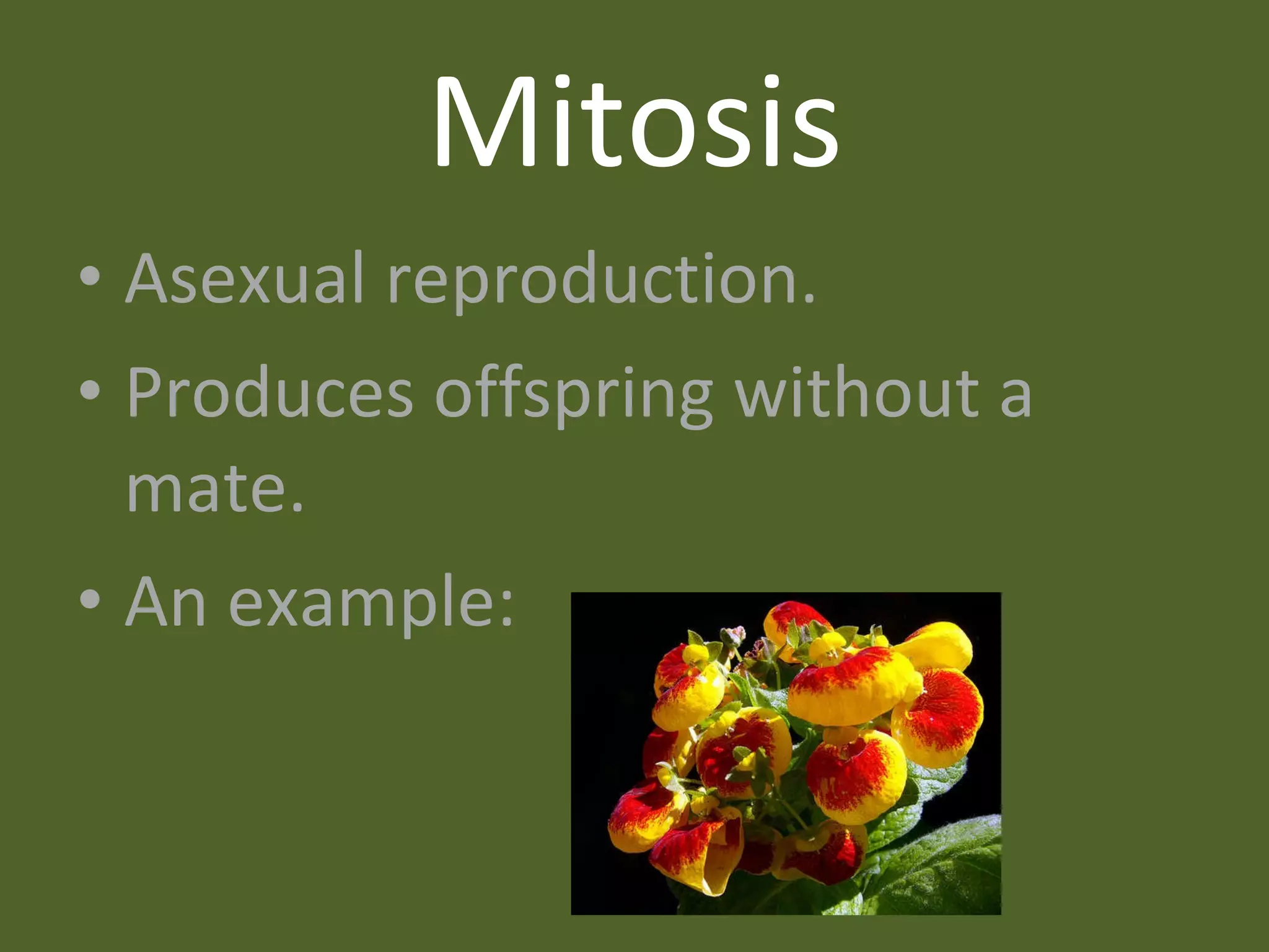 Mitosis vs. Meiosis | PPT