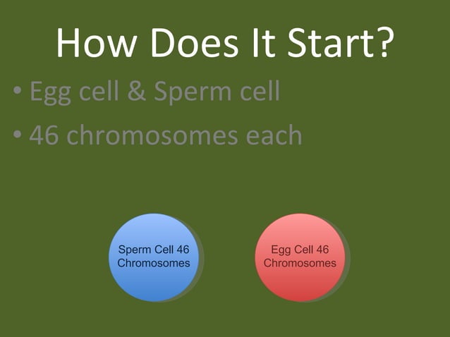 Mitosis vs. Meiosis | PPT