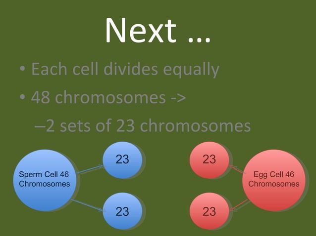 Mitosis vs. Meiosis | PPT