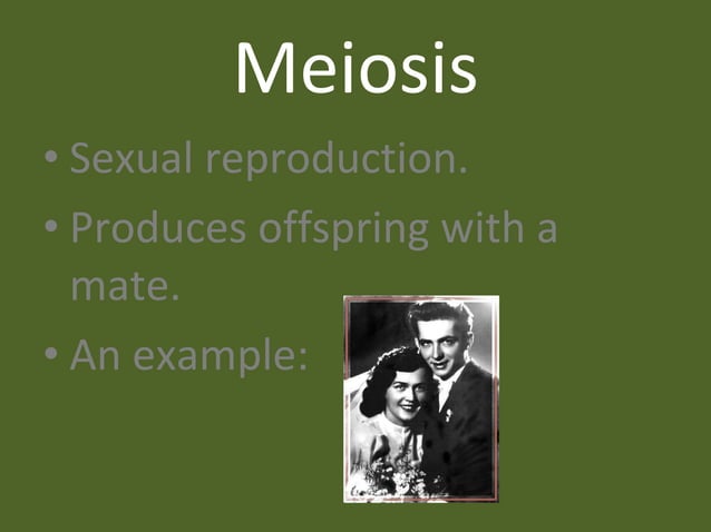 Mitosis vs. Meiosis | PPT
