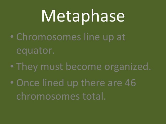 Mitosis vs. Meiosis | PPT