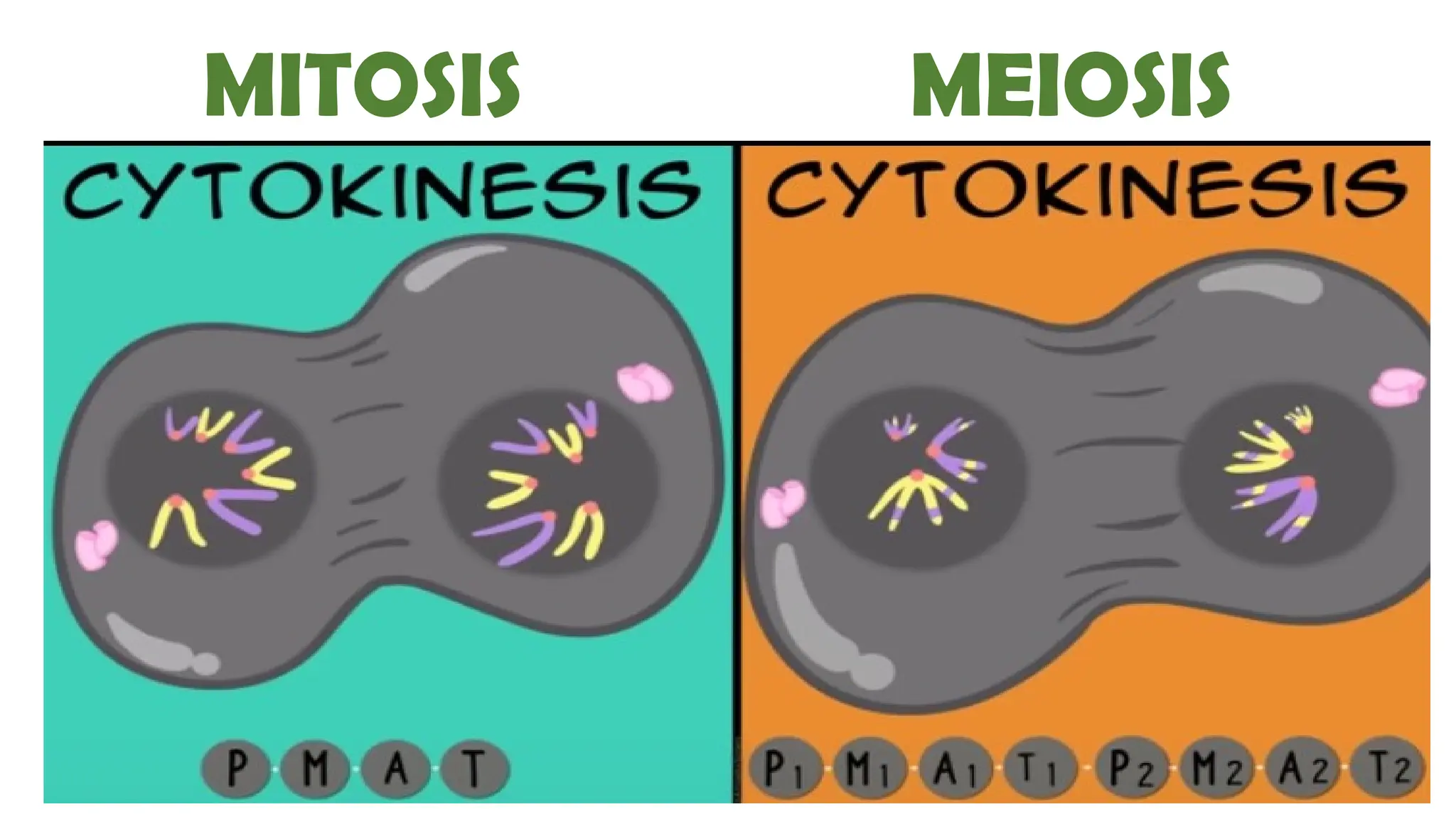 Mitosis Vs Meiosis Powerpoint Presentation Pptx