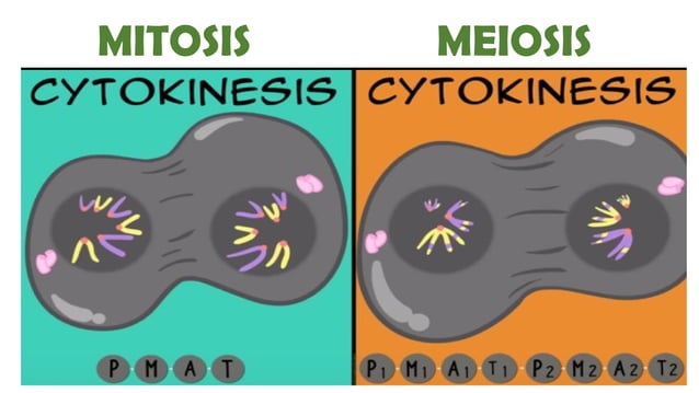 Mitosis Vs Meiosis Powerpoint Presentation Pptx