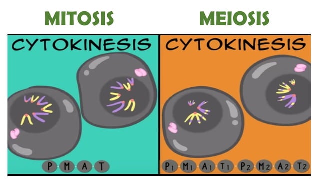 Mitosis Vs Meiosis Powerpoint Presentation Pptx