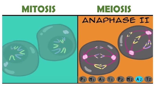 Mitosis Vs Meiosis Powerpoint Presentation Pptx