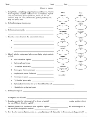 Mitosis vs meiosis worksheet | DOC