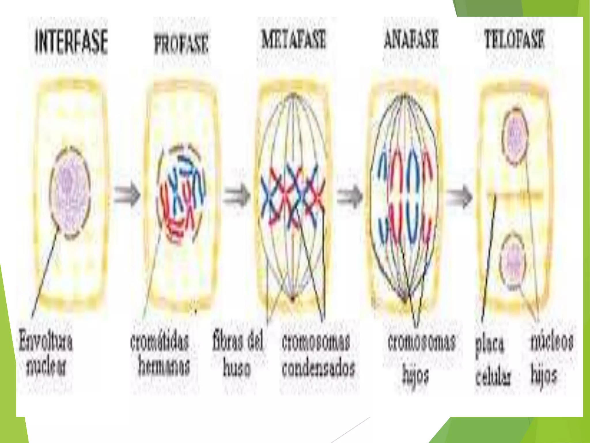 Mitosis y citocinesis | PPT
