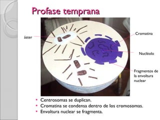 Mitosis y Meiosis | PPT