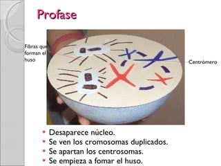 Mitosis y Meiosis | PPT