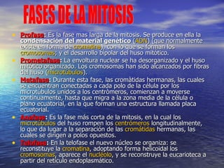 Mitosis y meiosis | PPT