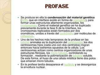 Mitosis y meiosis | PPTX