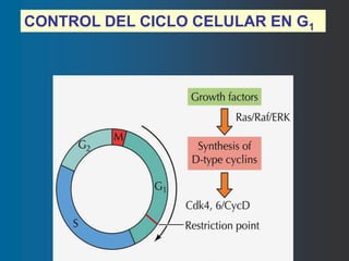 Mitosis y meiosis | PPTX