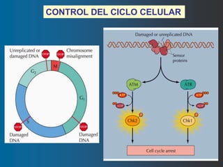 Mitosis y meiosis | PPTX