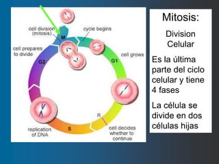 Mitosis y meiosis | PPTX