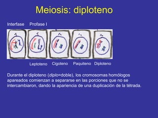 Mitosis y meiosis.2 | PDF