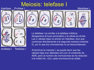 Mitosis y meiosis.2 | PDF