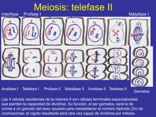 Mitosis y meiosis.2 | PDF