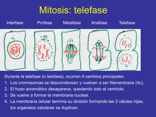 Mitosis y meiosis.2 | PDF