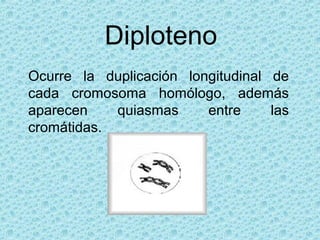 Mitosis y meiosis | PPT