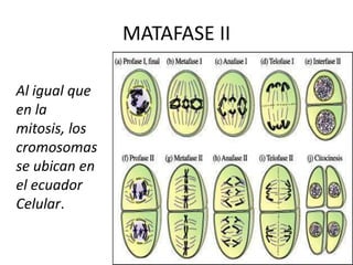 Mitosis y Meiosis (DIVISIÓN CELULAR) | PPTX
