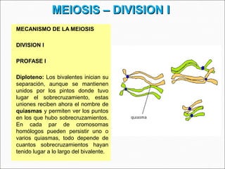 La Mitosis y La Meiosis | PPT