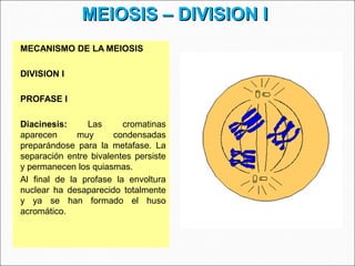 La Mitosis y La Meiosis | PPT