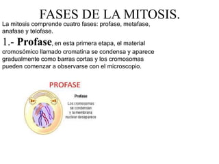 Mitosis y meiosis | PPTX