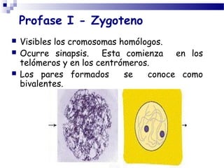 Mitosis y meiosis -UNDC-PERU | PPT
