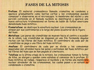 Mitosis y meiosis | PPT