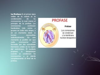 Mitosis y meiosis | PPT