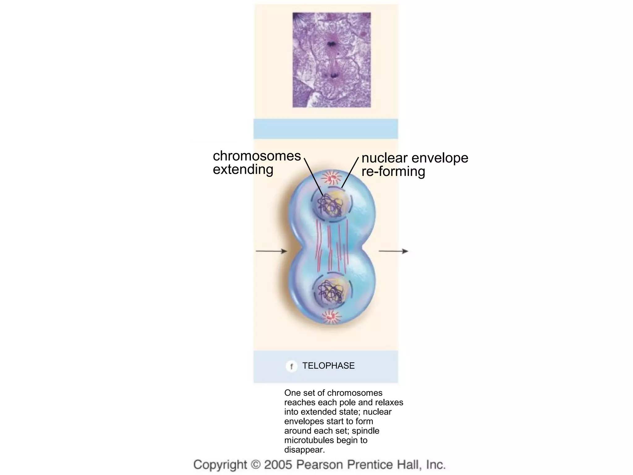 Mitosis y meiosis | PPT
