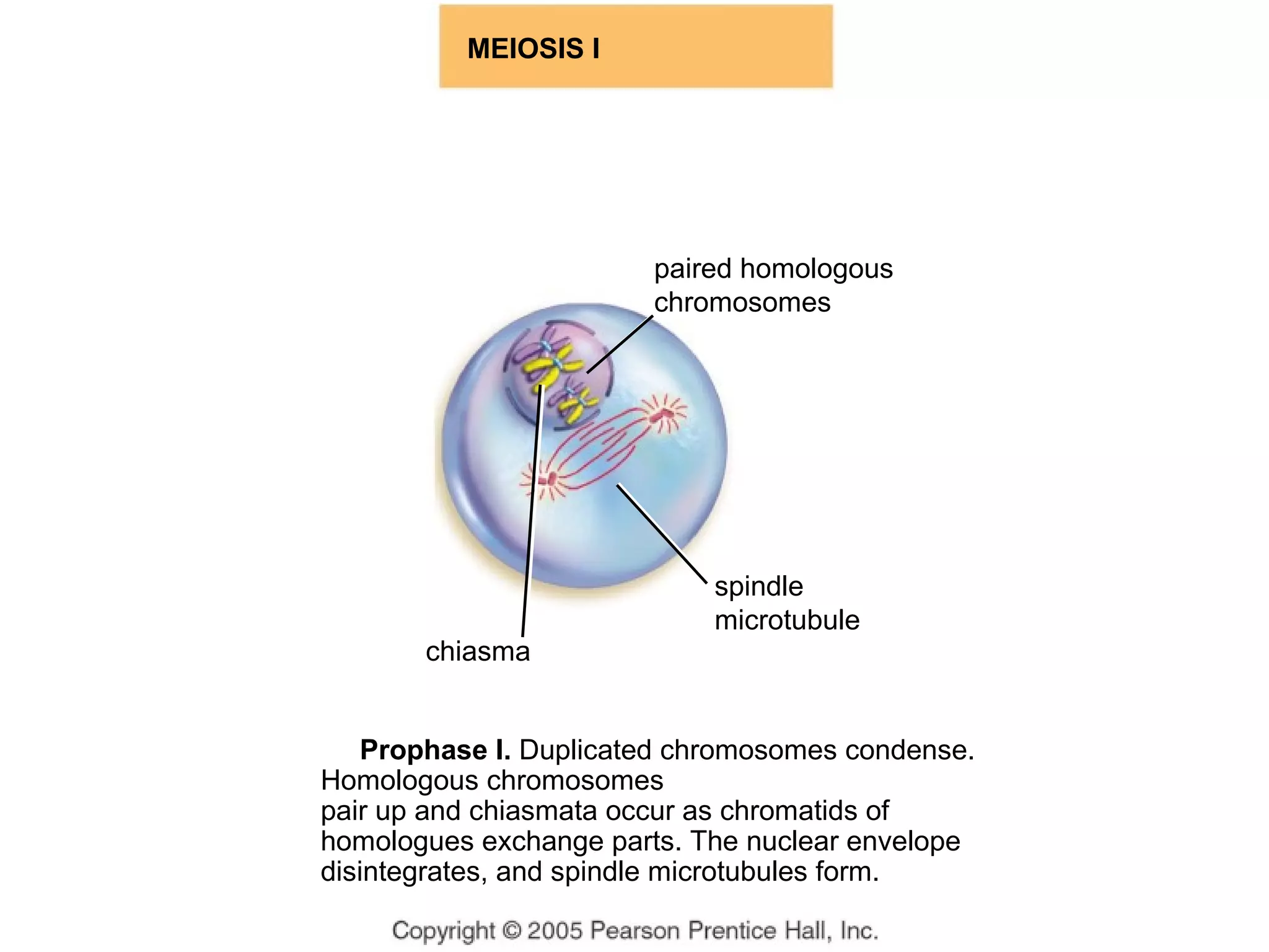 Mitosis y meiosis | PPT
