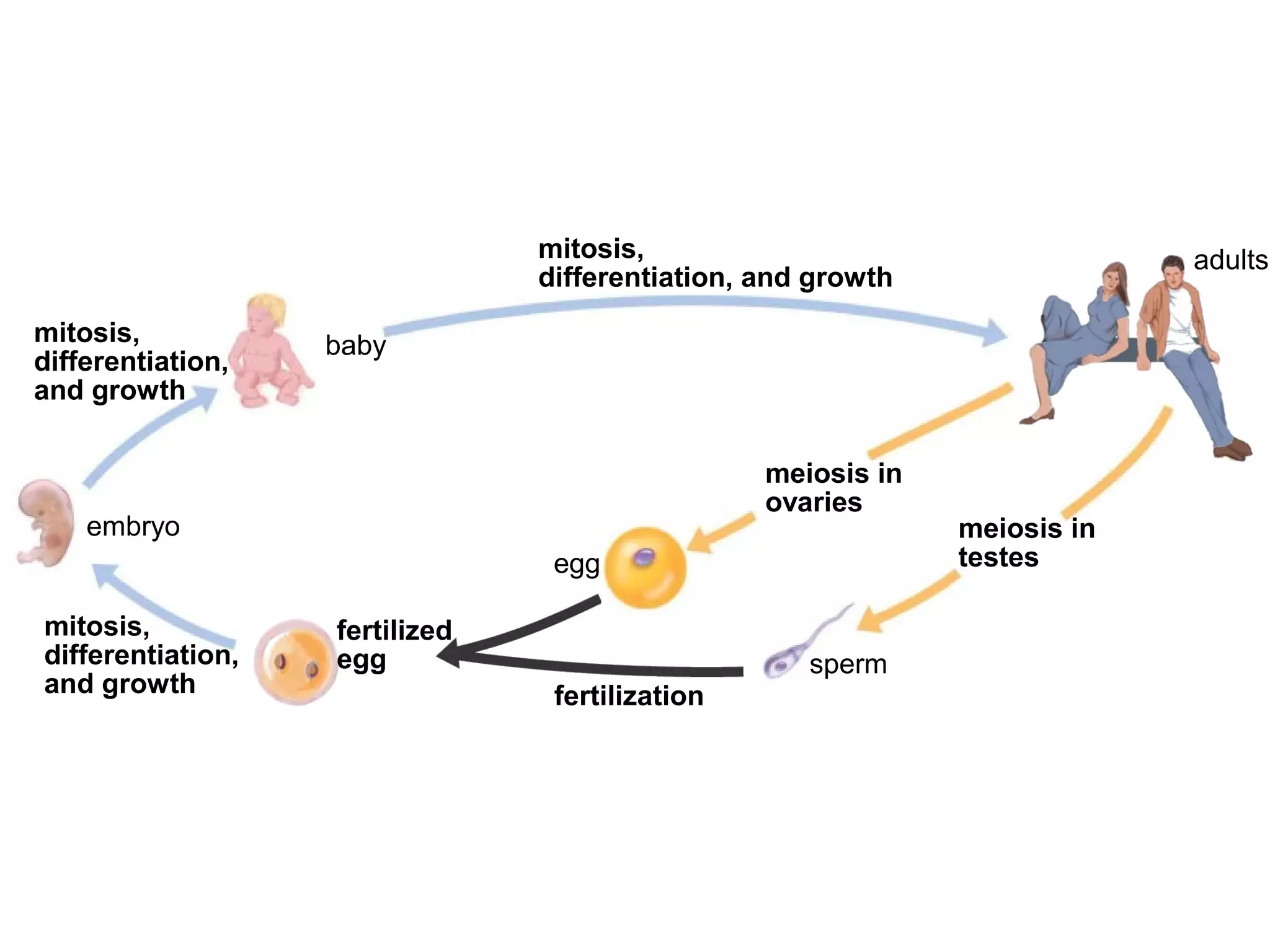 Mitosis y meiosis | PPT