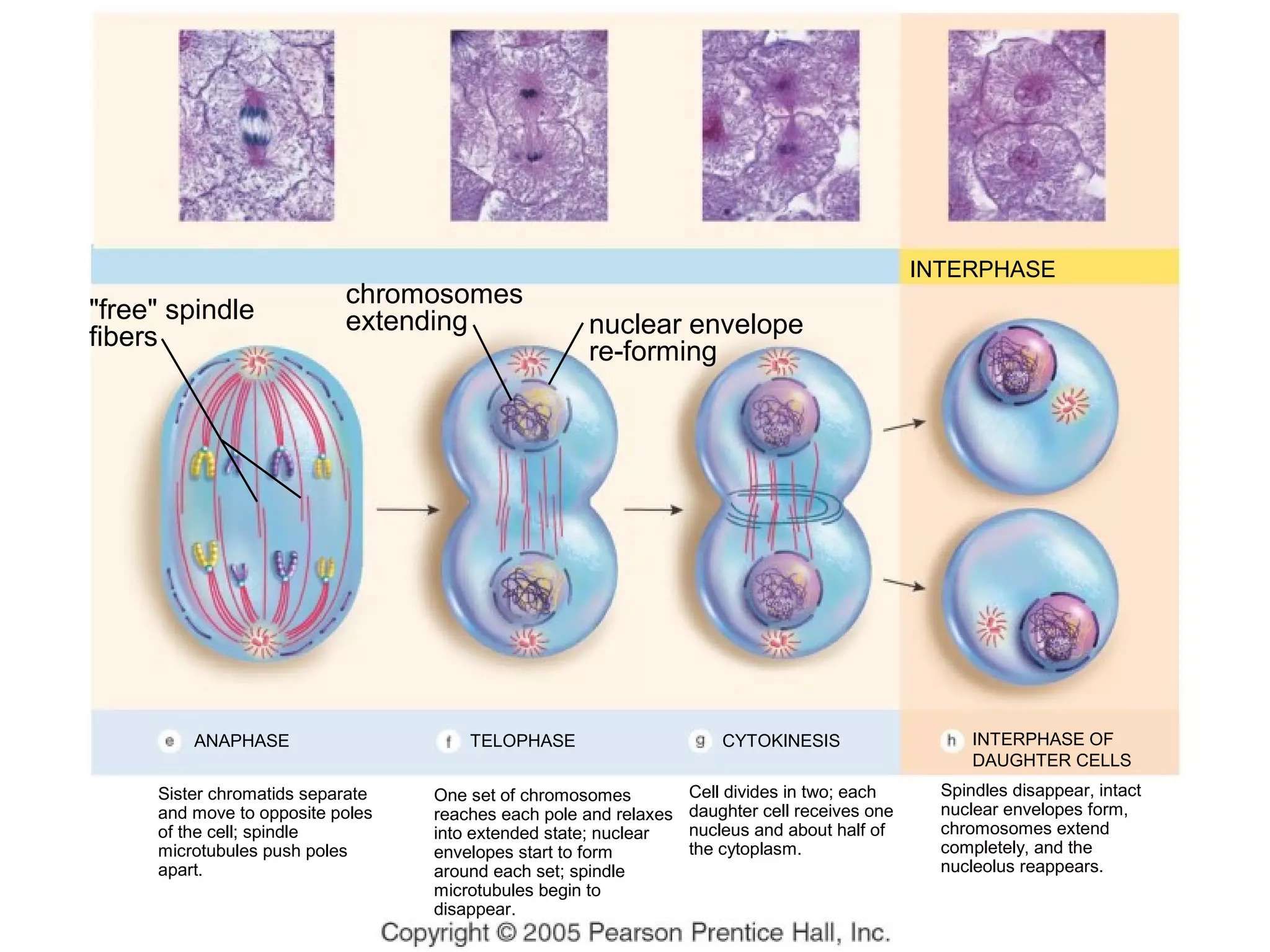 Mitosis y meiosis | PPT