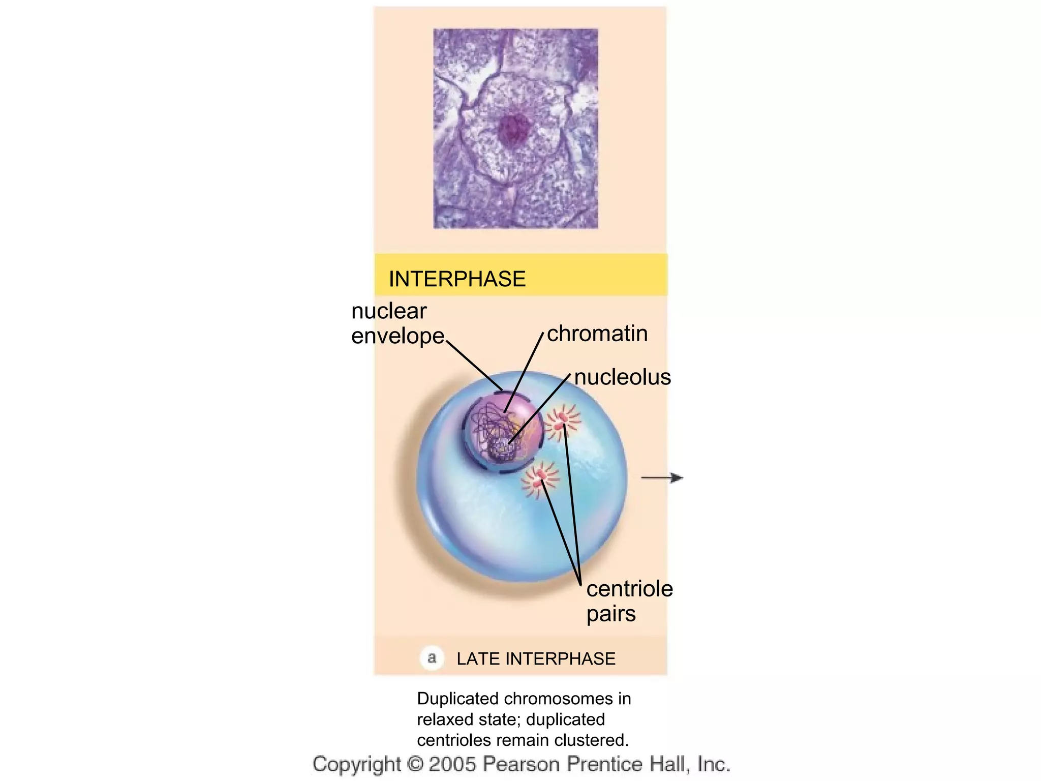 Mitosis y meiosis | PPT