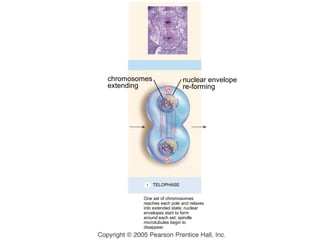 Mitosis y meiosis | PPT